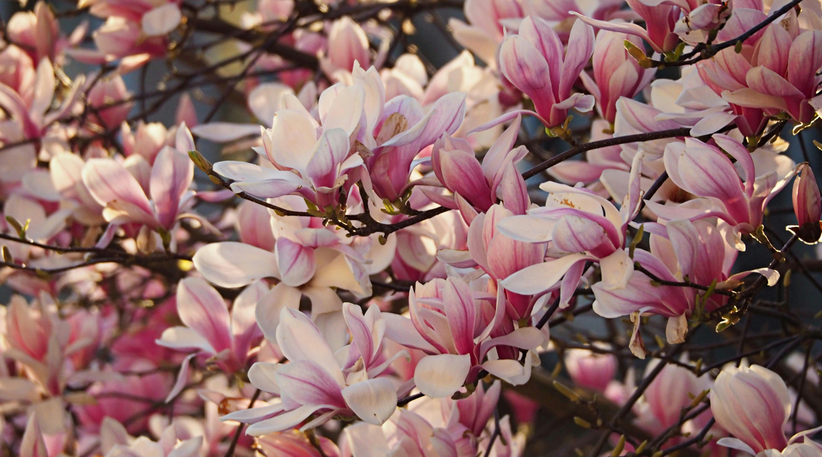 The Magic of...Magnolia – Bramley Products