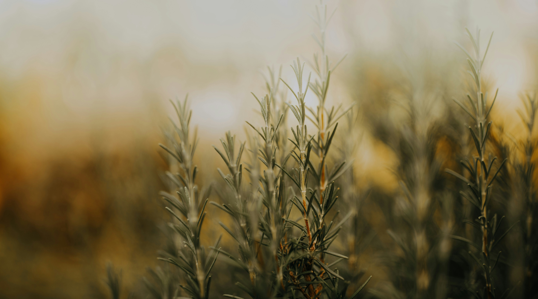 The Magic of...Rosemary – Bramley Products